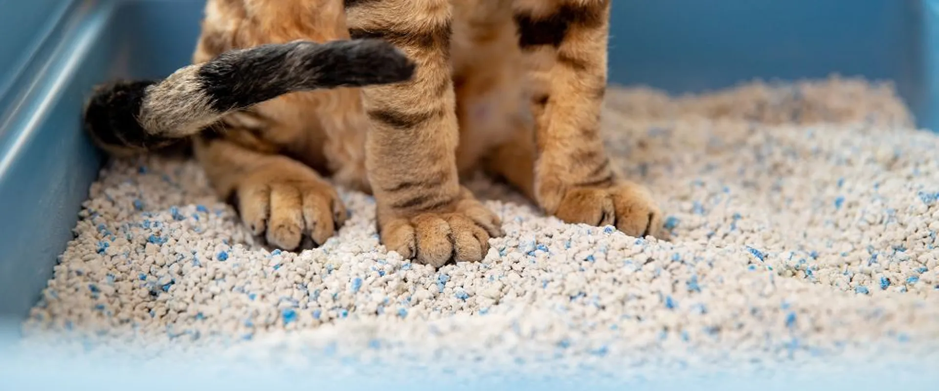4 Essential Litter Box Tips Every Cat Owner Should Know - Crescenta ...