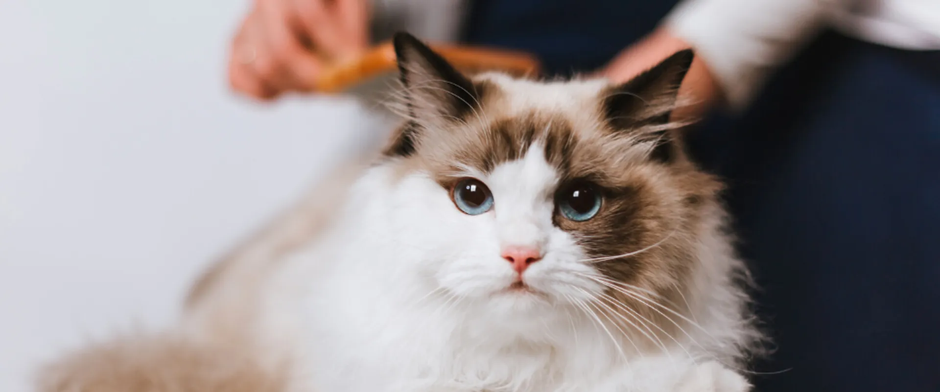 The 5 Grooming Things You Should Check On Your Cat Every Month ...