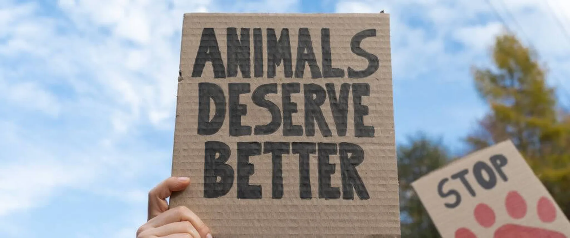 9 Things You Can Do to Help Animals During National Justice for Animals ...