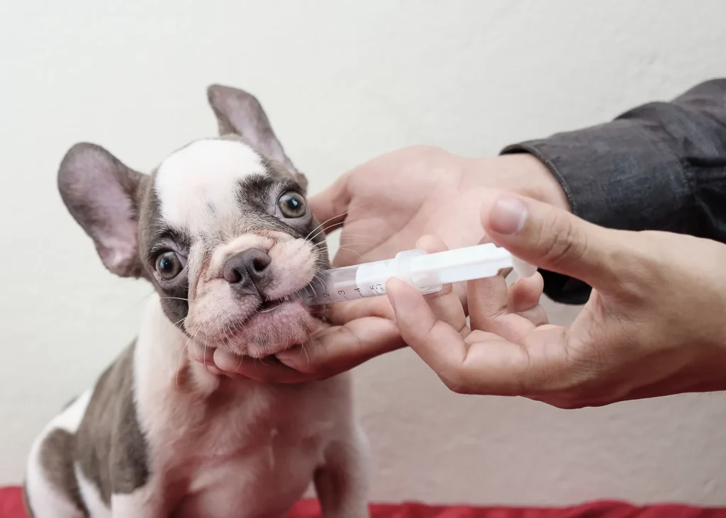 6 Reasons Why Buying Online Pet Prescriptions Is Not Worth the Risk ...