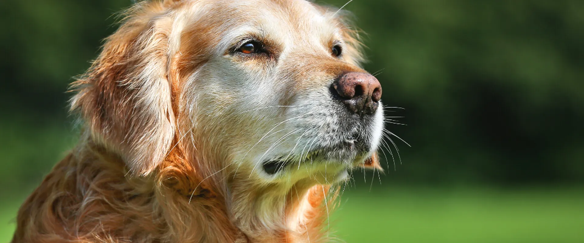 Cognitive Dysfunction In Senior Pets - Crescenta Cañada Pet Hospital