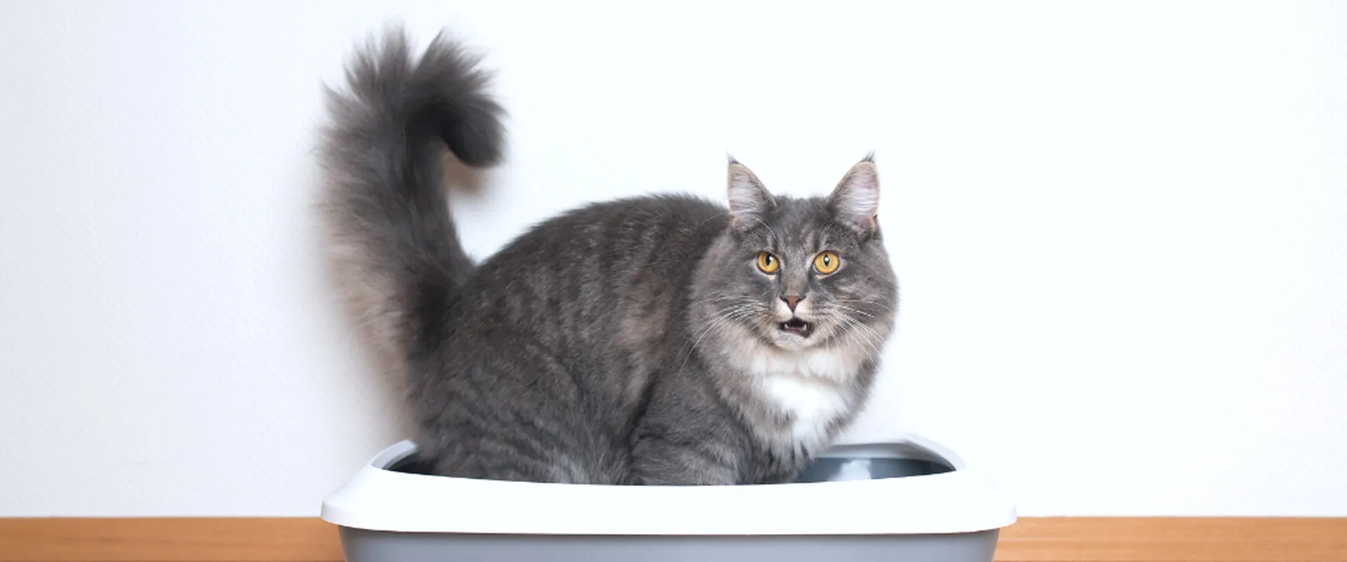 Everything You Never Wanted To Know About Cat Urine - Crescenta Cañada ...