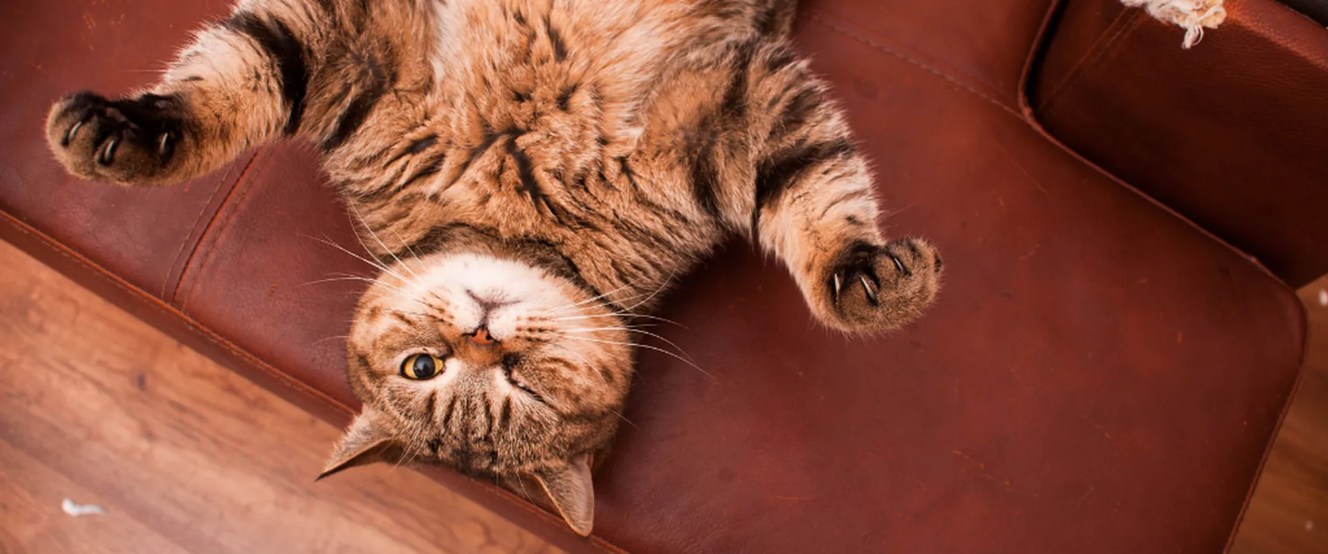 Is Your Cat Acting Strange? Behavior Changes That are a Red Flag ...