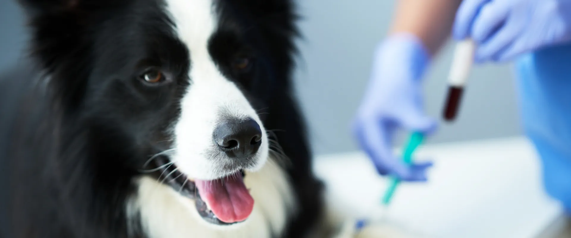 Lab Tests on Dogs: Why They’re Important and What They Tell Your ...
