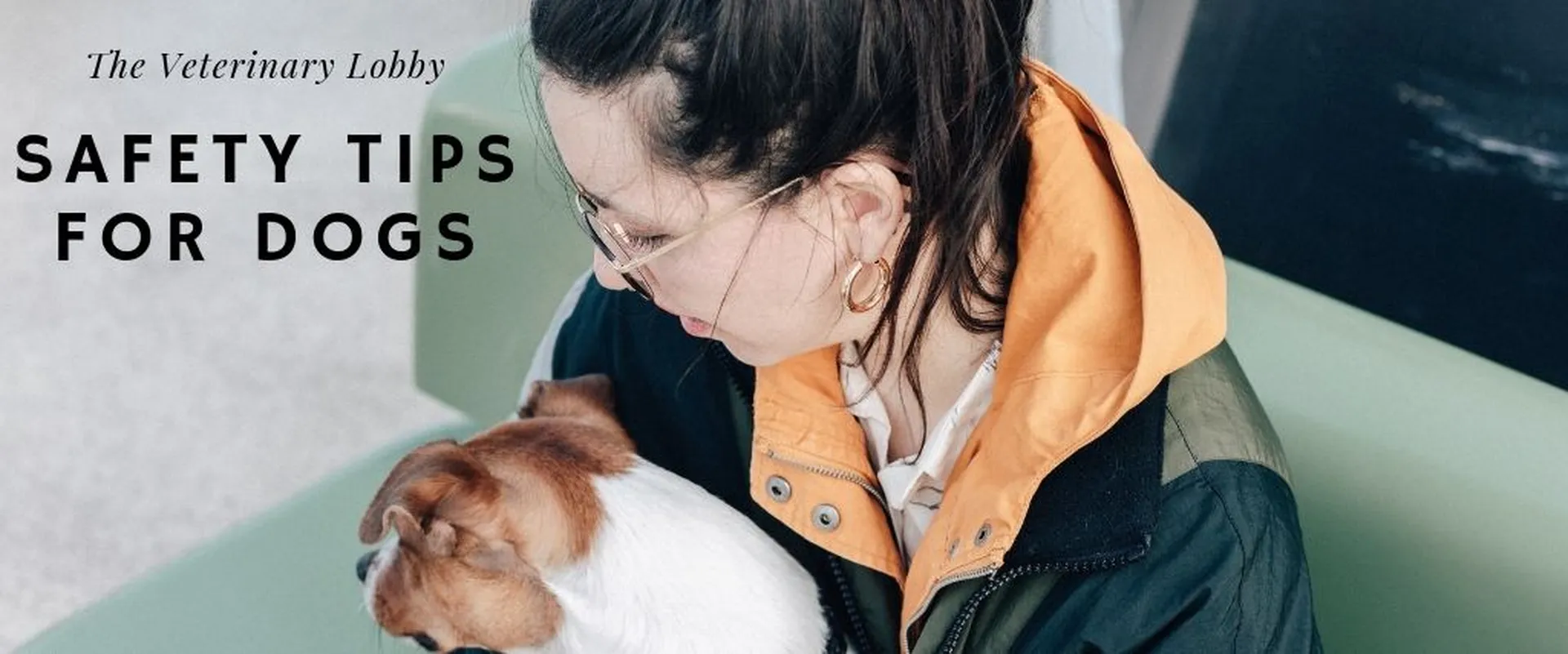 The Veterinary Lobby: Safety Tips for Dogs - Crescenta Cañada Pet Hospital