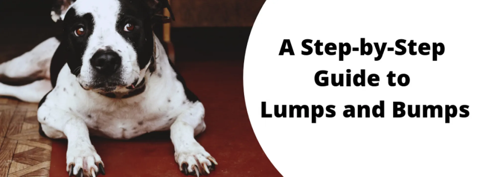 A Step-by-Step Guide to Lumps and Bumps - Crescenta Cañada Pet Hospital