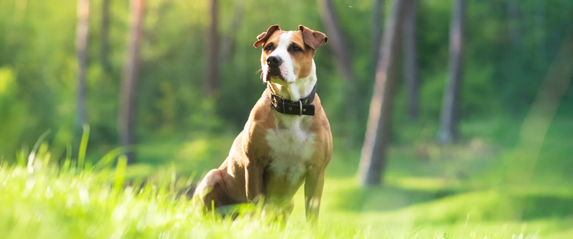 May Day for Mutts: 7 Ways to Celebrate Your Dog - Crescenta Cañada Pet ...