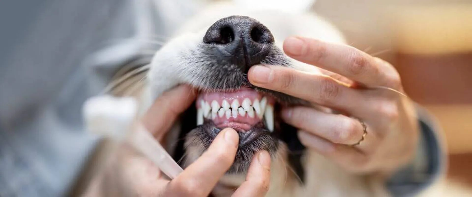 The Ultimate Dog Dental Guide: Nurturing Your Canine's Canines ...